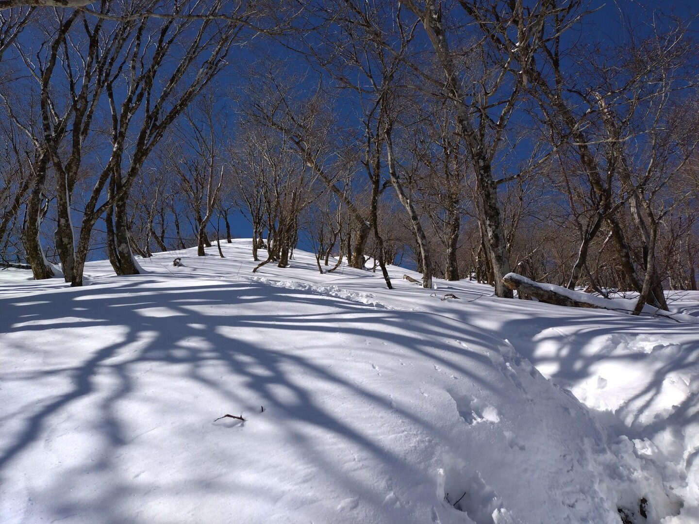 打見山・蓬莱山 Time is up（キタダカ道〜ゴンドラ乗り場まで） / ゆうさんの比良山地・武奈ヶ岳・釈迦岳の活動データ | YAMAP / ヤマップ