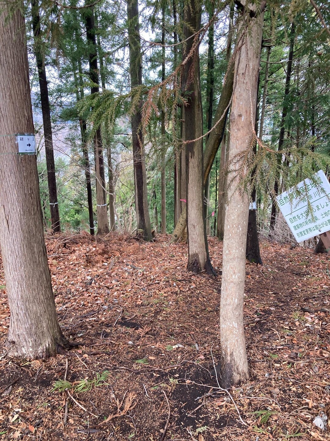 BAYSさんの投稿したフィールドメモ | YAMAP / ヤマップ