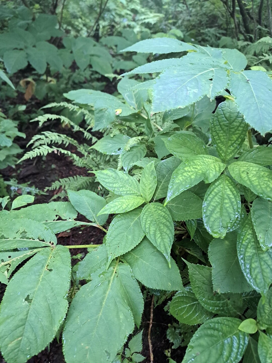 DSHさんの投稿したフィールドメモ | YAMAP / ヤマップ