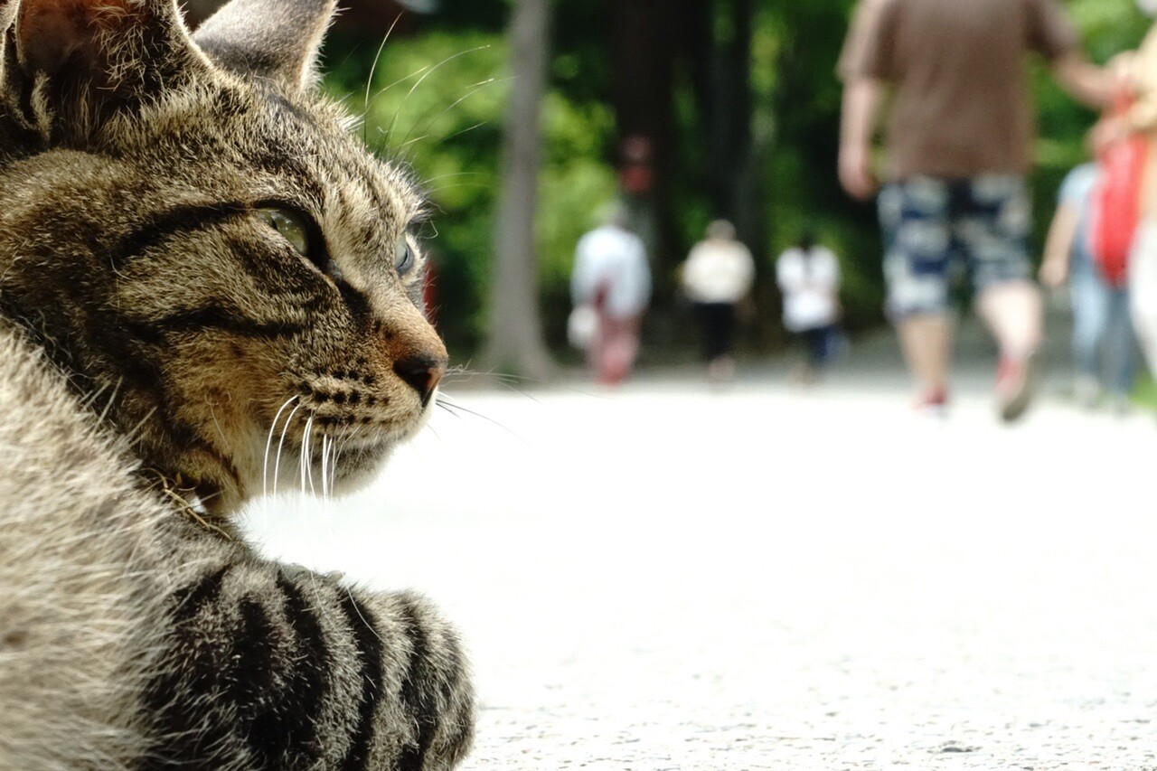 中尊寺金色堂へ 1枚目は土産物店の看板... / Koro さんのモーメント | YAMAP / ヤマップ