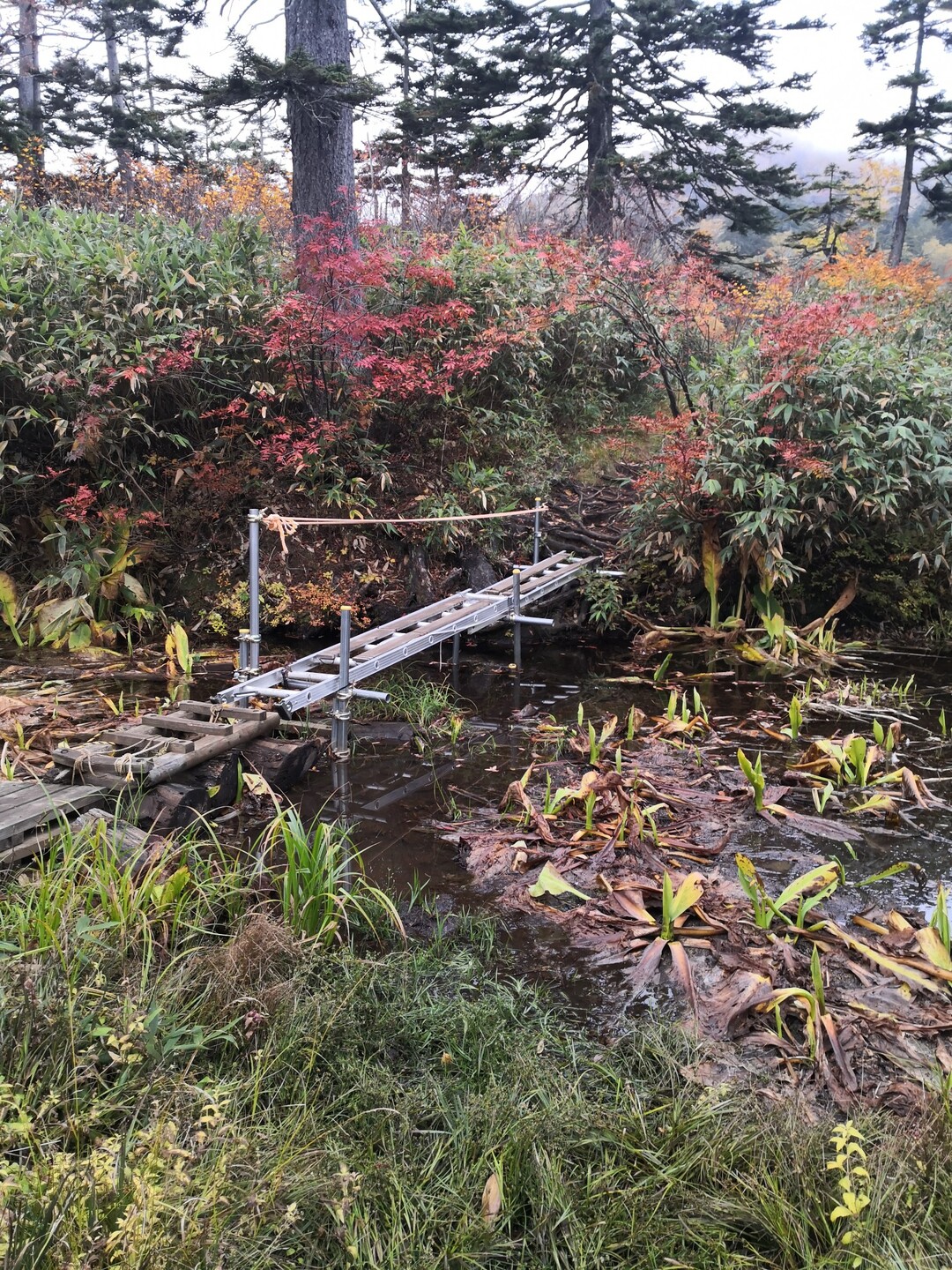 sayuさんの投稿したフィールドメモ | YAMAP / ヤマップ