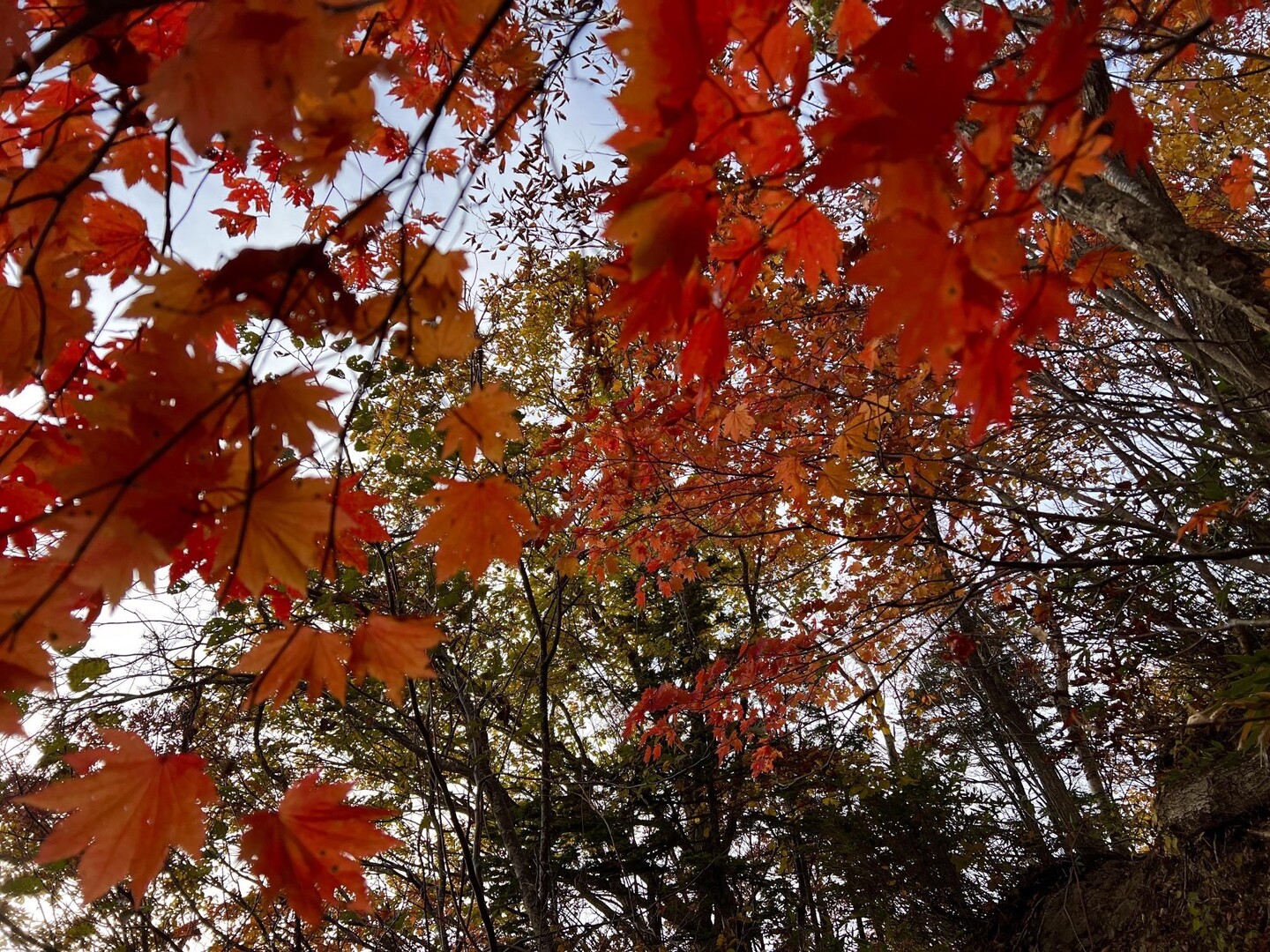 小天狗岳 / KAOさんの朝日岳・夕日岳の活動データ | YAMAP / ヤマップ