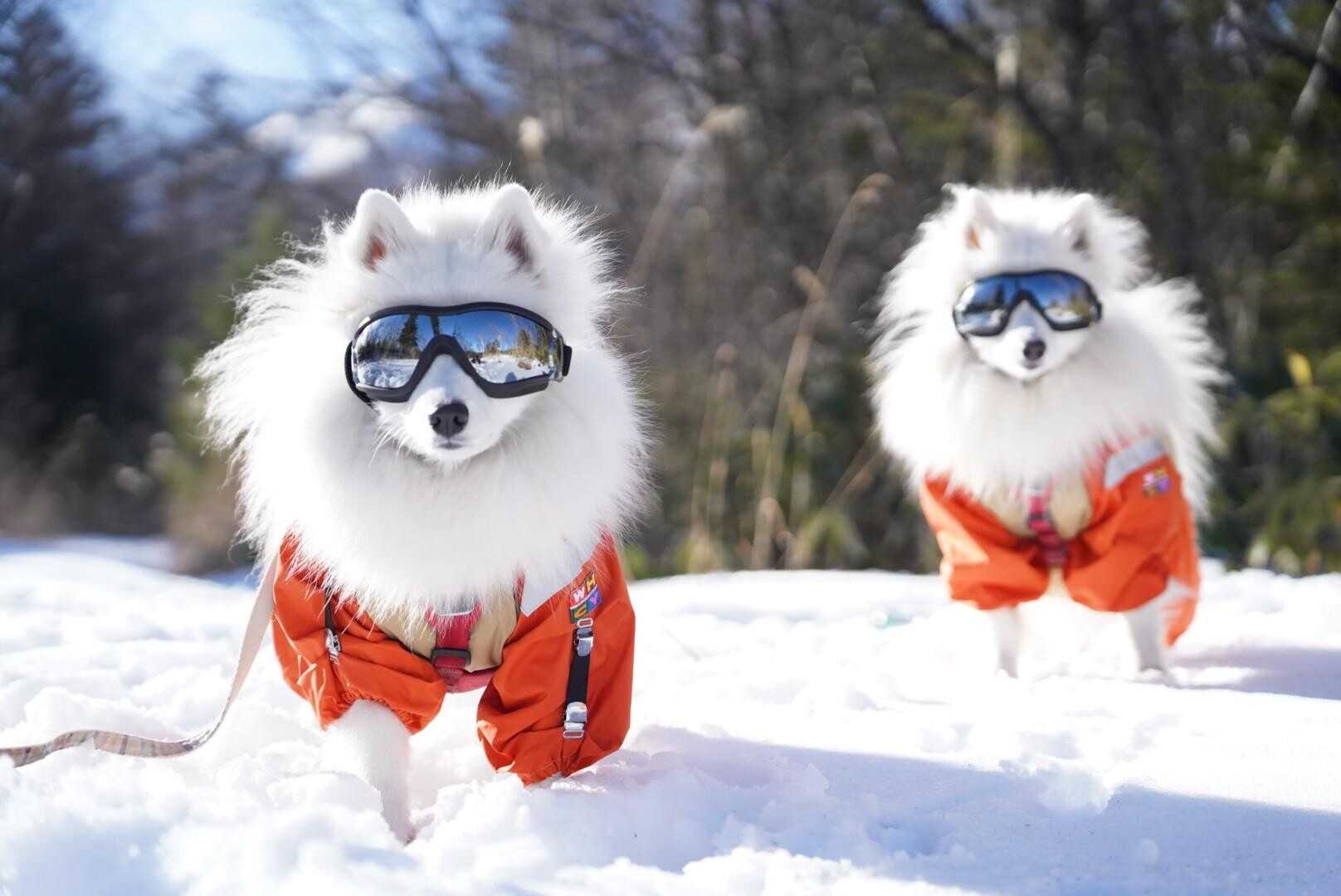 乗鞍高原スノートレッキング⛄ / issa.さんの乗鞍岳の活動データ | YAMAP / ヤマップ