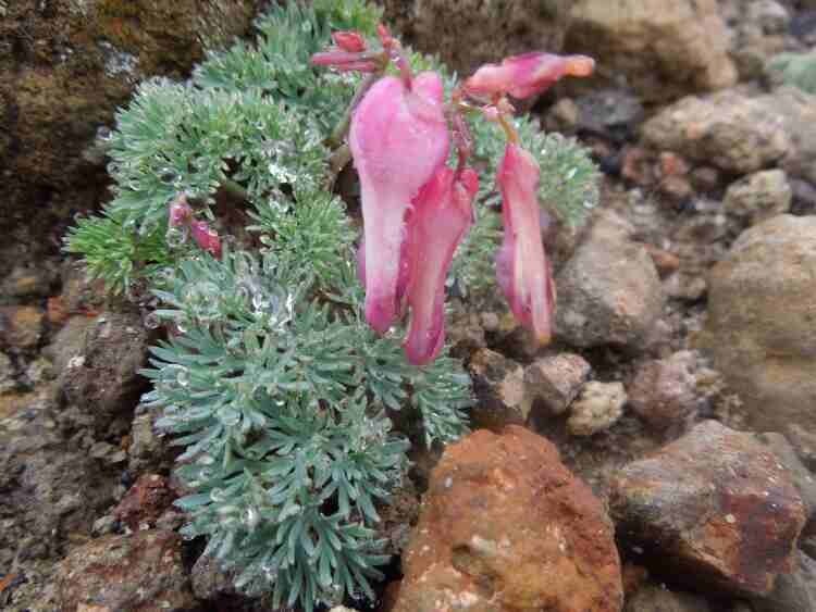 十石山 / ibizouさんの乗鞍岳の活動データ | YAMAP / ヤマップ