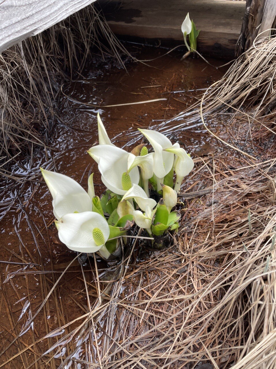 はるかな尾瀬-2021-05-15 / R-L-Rさんの尾瀬・燧ヶ岳の活動日記 | YAMAP / ヤマップ