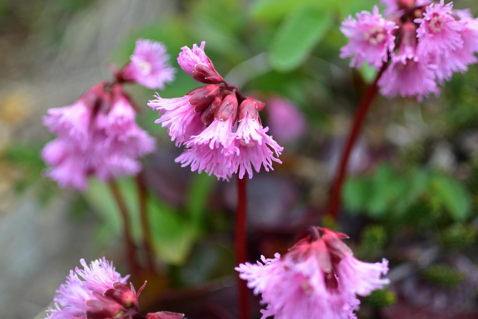 蔵王の春のお花巡りと山コーヒー / KATUさんの蔵王山・雁戸山・不忘山の活動データ | YAMAP / ヤマップ