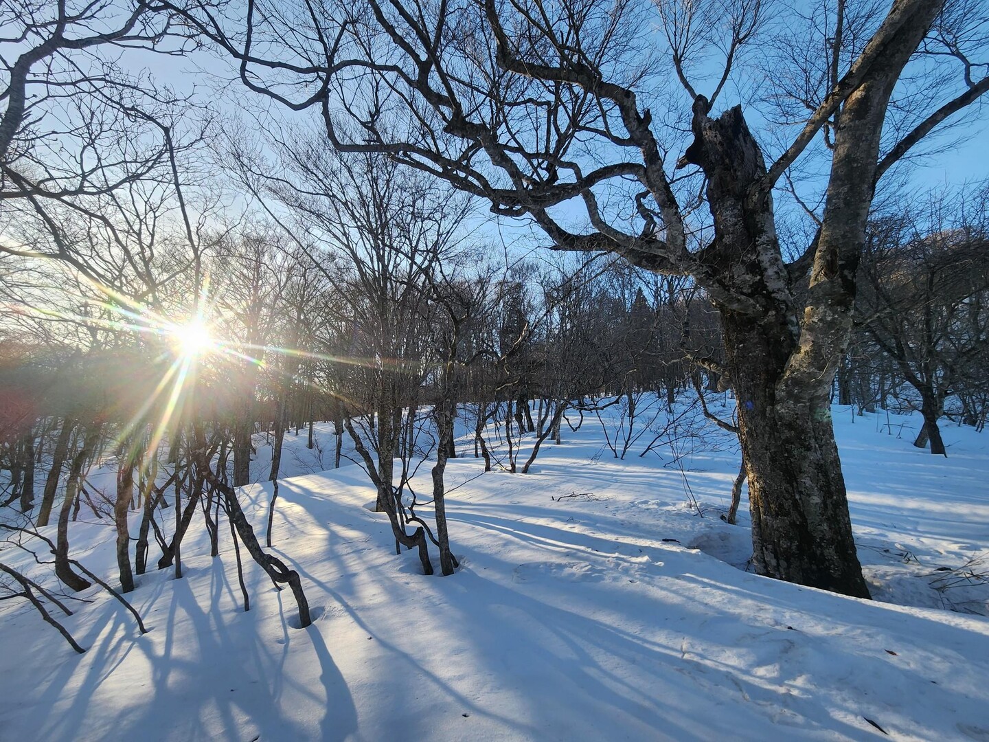 裏山散歩 松川温泉-2024-02-18 / malmaさんの岩手山・八幡平・安比高原 50km トレイルの活動データ | YAMAP / ヤマップ