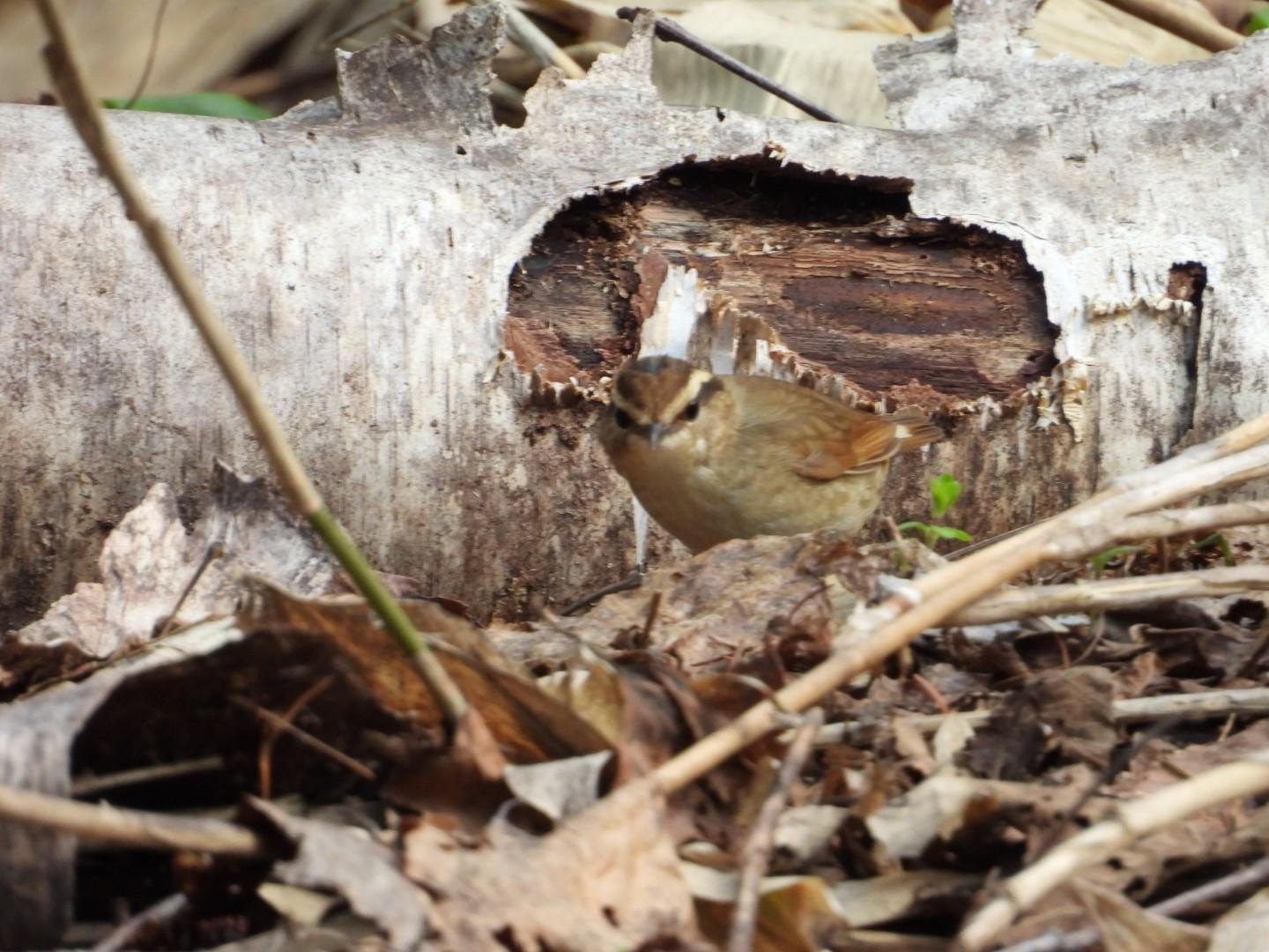 今日の鳥果 ヤブサメ アオジ エゾリス ... / masa@さんのモーメント | YAMAP / ヤマップ