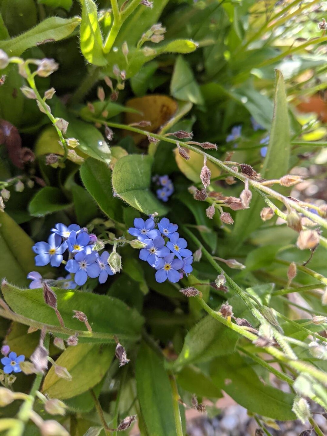 勿忘草(わすれなぐさ)。 https:/... / コックンさんのモーメント | YAMAP / ヤマップ