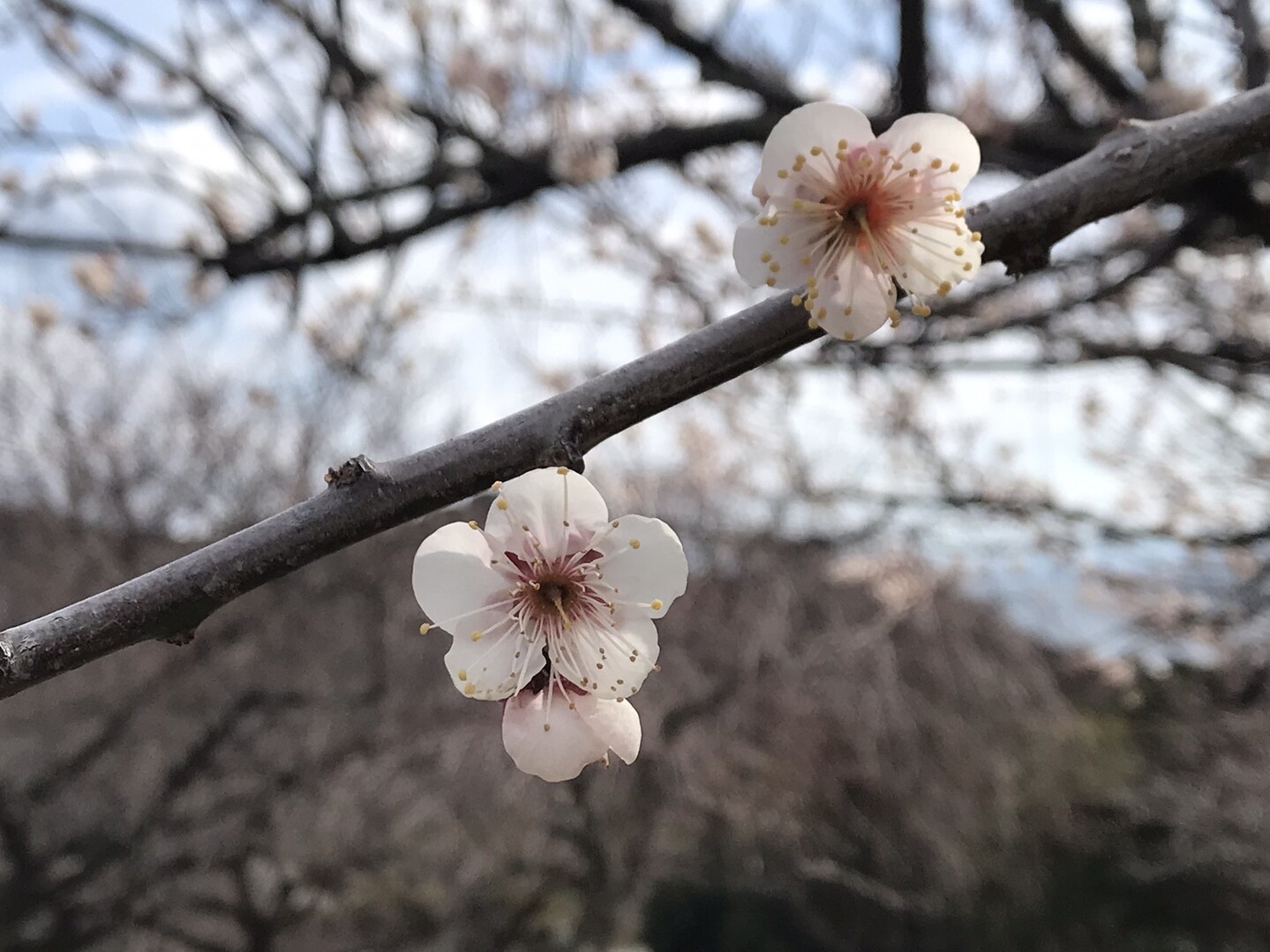 2/5(土)早咲き梅を見に世界の梅林へ ... / kosmasさんのモーメント | YAMAP / ヤマップ