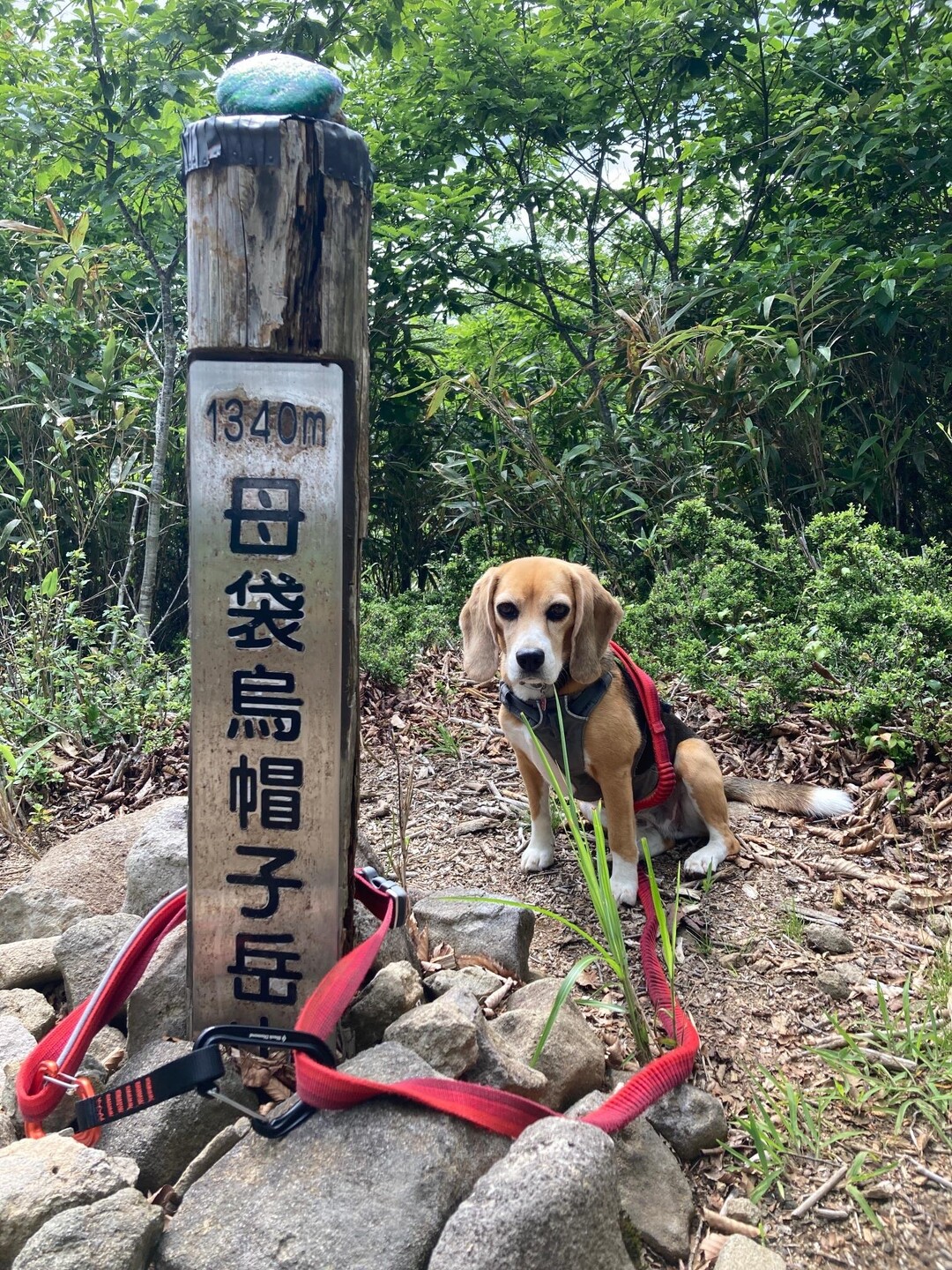 母袋烏帽子岳 / 山旅犬🐶ロマチッチ lomachicciさんの母袋烏帽子岳の活動データ | YAMAP / ヤマップ