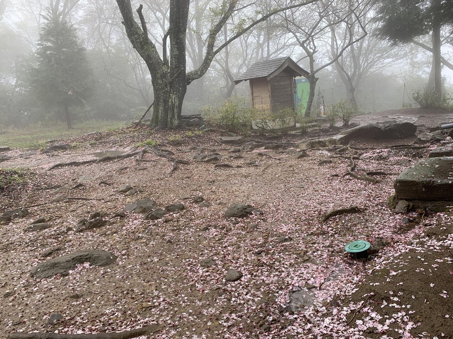 しとしと飯野山 / muddy329さんのウォーキングの活動データ | YAMAP / ヤマップ