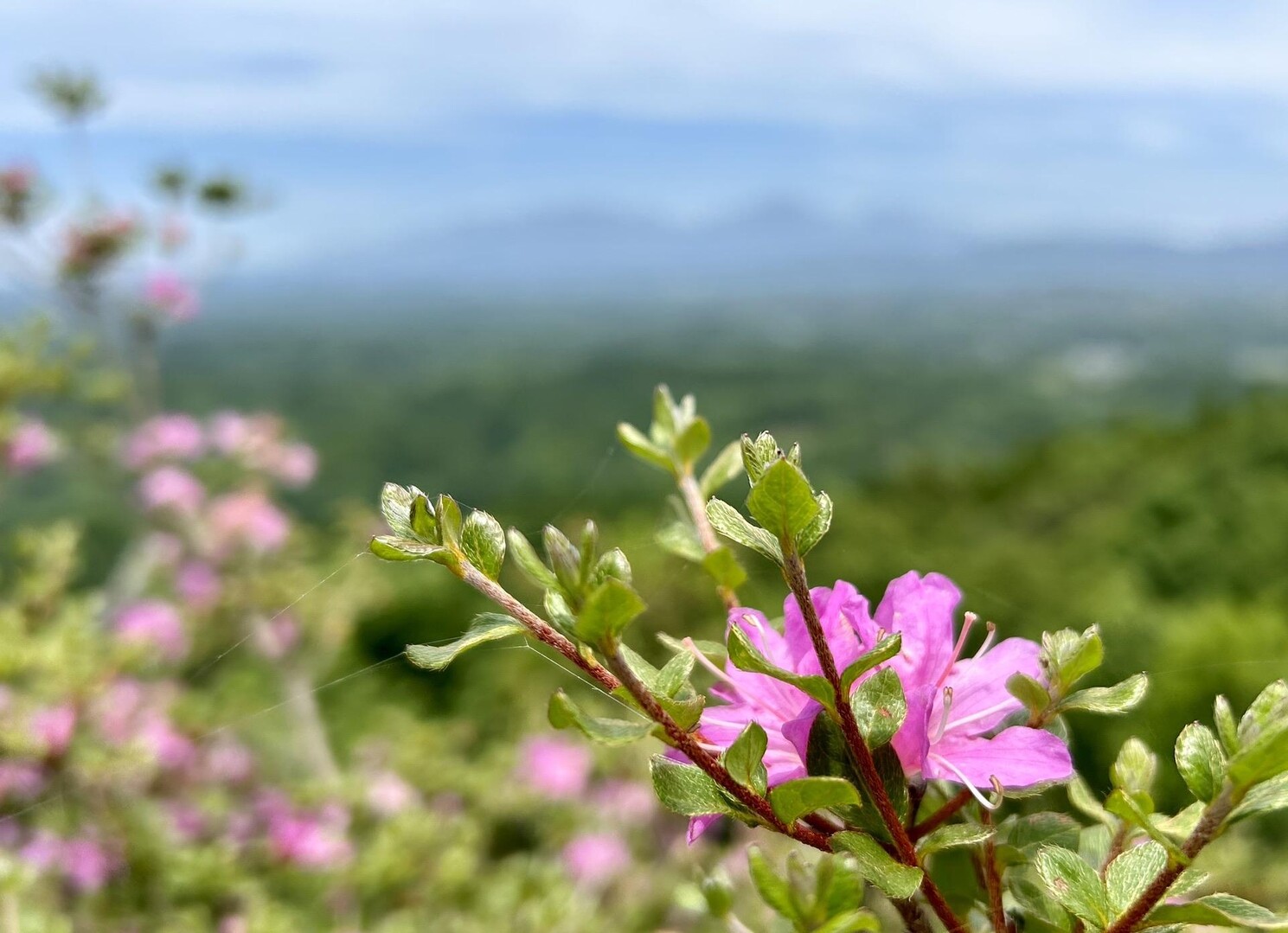 ぐるり絶景と初めての2座((´∀`*))牧ノ城・小富士山・観音山 / datinさんの小富士山の活動データ | YAMAP / ヤマップ