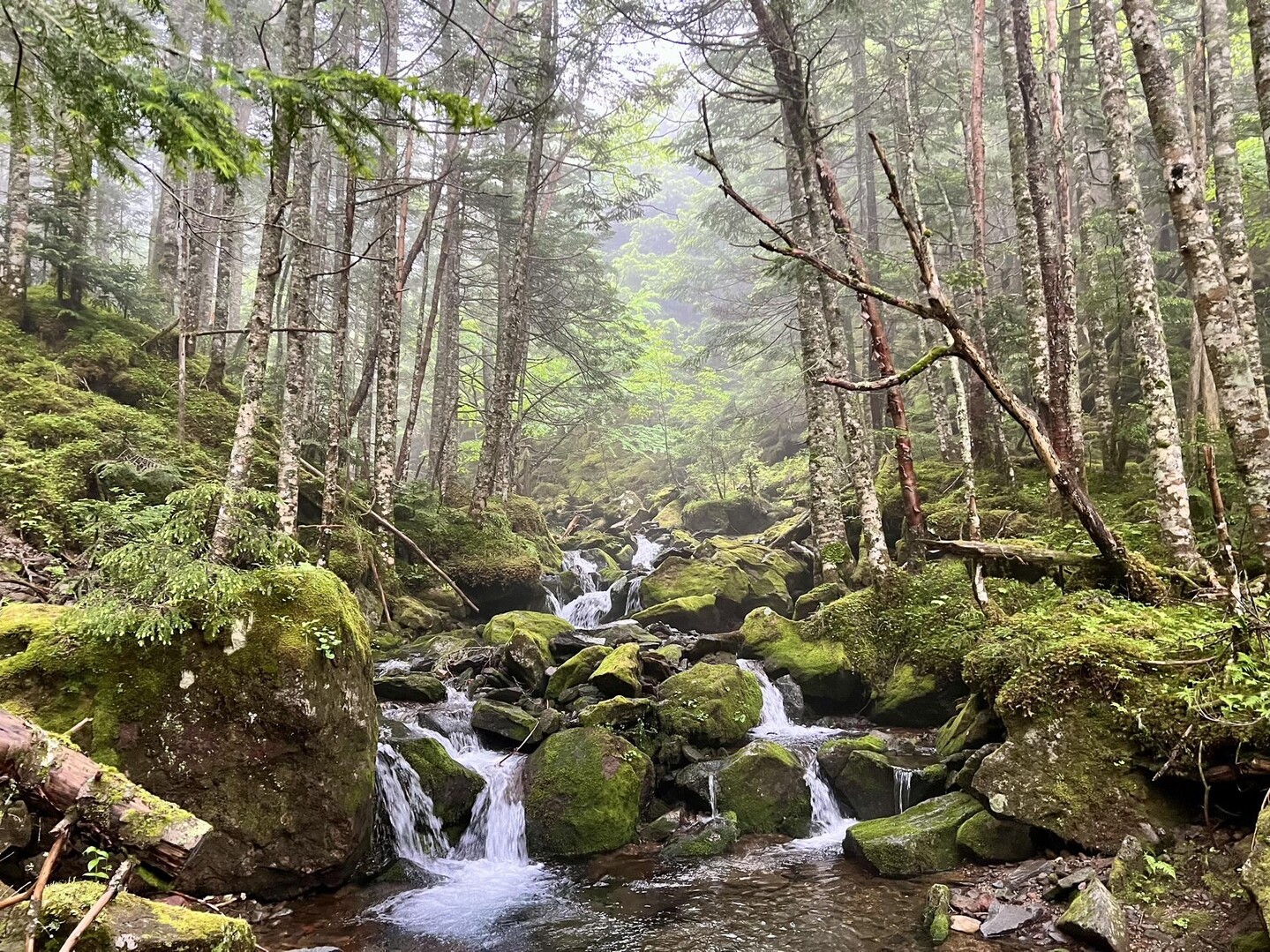 箕冠山・赤岩ノ頭・硫黄岳 / Sa_kkiyさんの八ヶ岳（赤岳・硫黄岳・天狗岳）の活動データ | YAMAP / ヤマップ