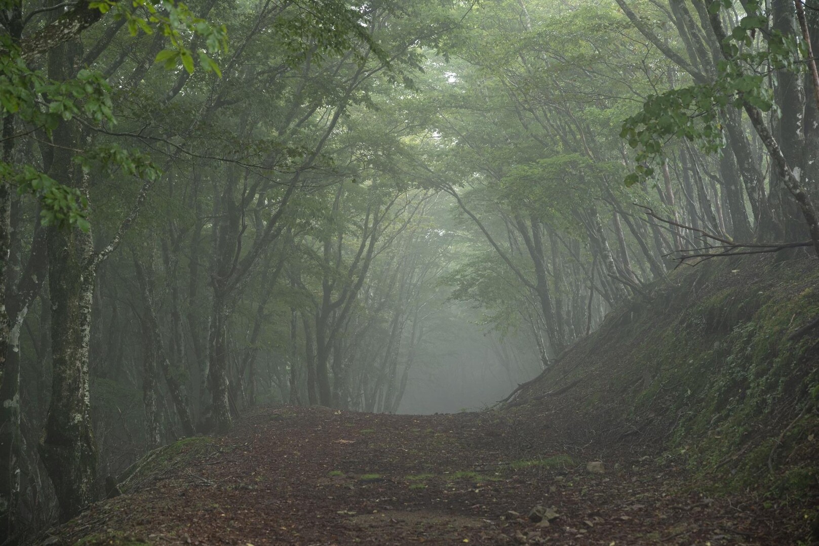 和歌山最高峰 龍神岳 / m_m.stさんの護摩壇山・龍神岳の活動データ | YAMAP / ヤマップ