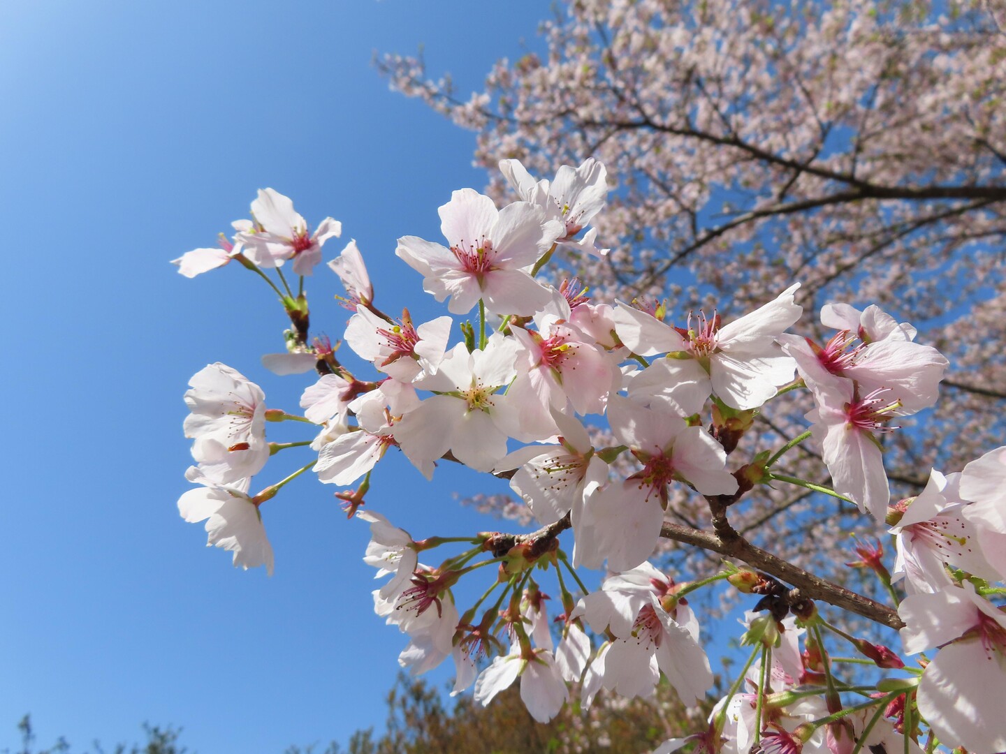 【過去総集編】公渕森林公園 🌸散策 (春②) / tokyo-catさんの高松市の活動データ | YAMAP / ヤマップ