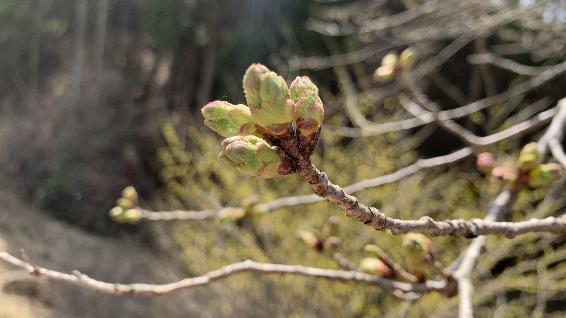 お昼休み。 今日は北上市にいましたので展... / neeleさんのモーメント | YAMAP / ヤマップ