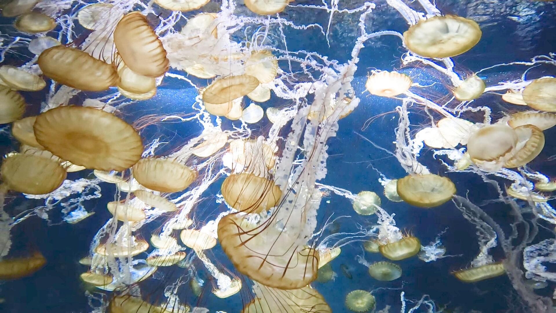 sakanap🐟新江ノ島水族館 →江ノ島神社 / issさんのウォーキングの活動データ | YAMAP / ヤマップ