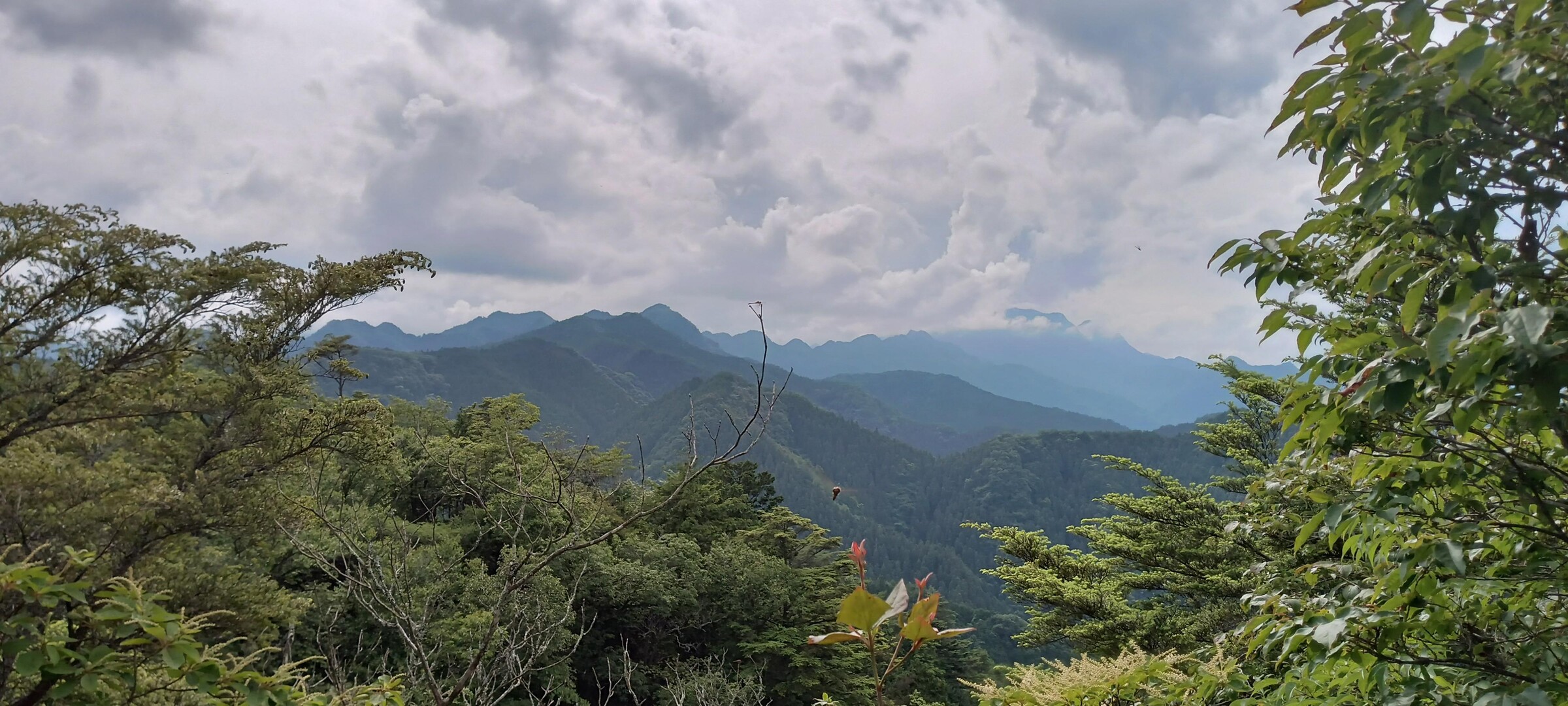 四阿屋山-2023-06-24 / Questさんの四阿屋山の活動データ | YAMAP / ヤマップ