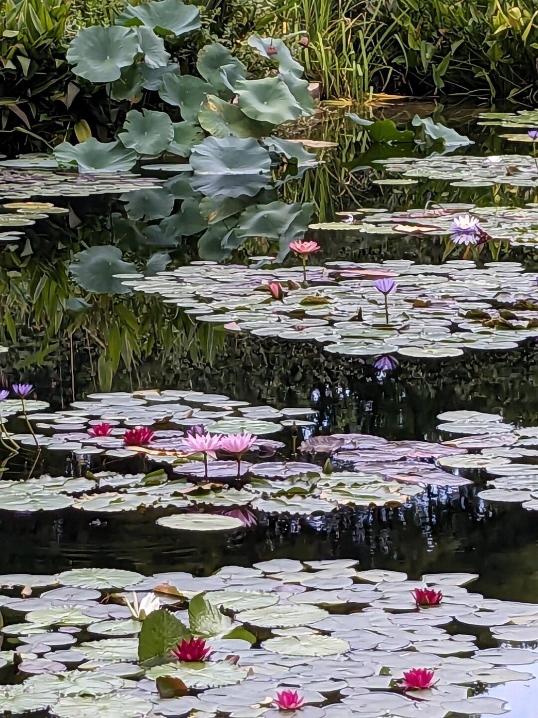 高知県．北川村 「モネの庭」マルモッタン... / ひといろ*さんのモーメント | YAMAP / ヤマップ