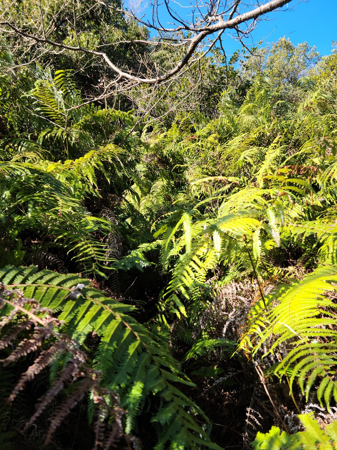 【ソロ活動】思いつき登山パート②(小路山・大山) / kaz23さんの大山・鉢伏山の活動データ | YAMAP / ヤマップ