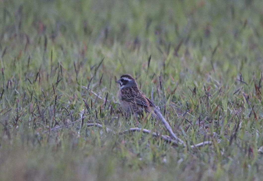 野鳥🐦・蜂🐝・蝶🦋・蛍 ①② ... / hideさんのモーメント | YAMAP / ヤマップ