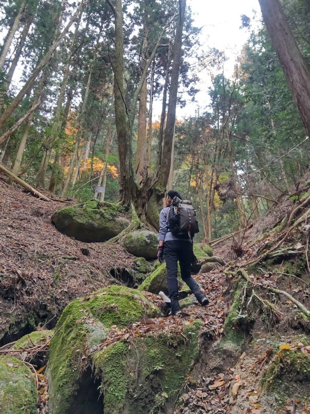 猿投山 / hitoさんの猿投山・物見山の活動日記 | YAMAP / ヤマップ