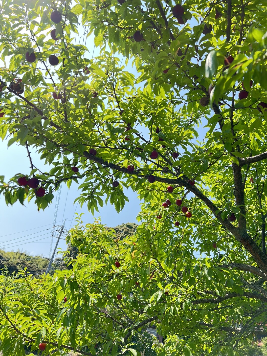 実家でスモモ狩り🍑 Delicious... / TTTさんのモーメント | YAMAP / ヤマップ