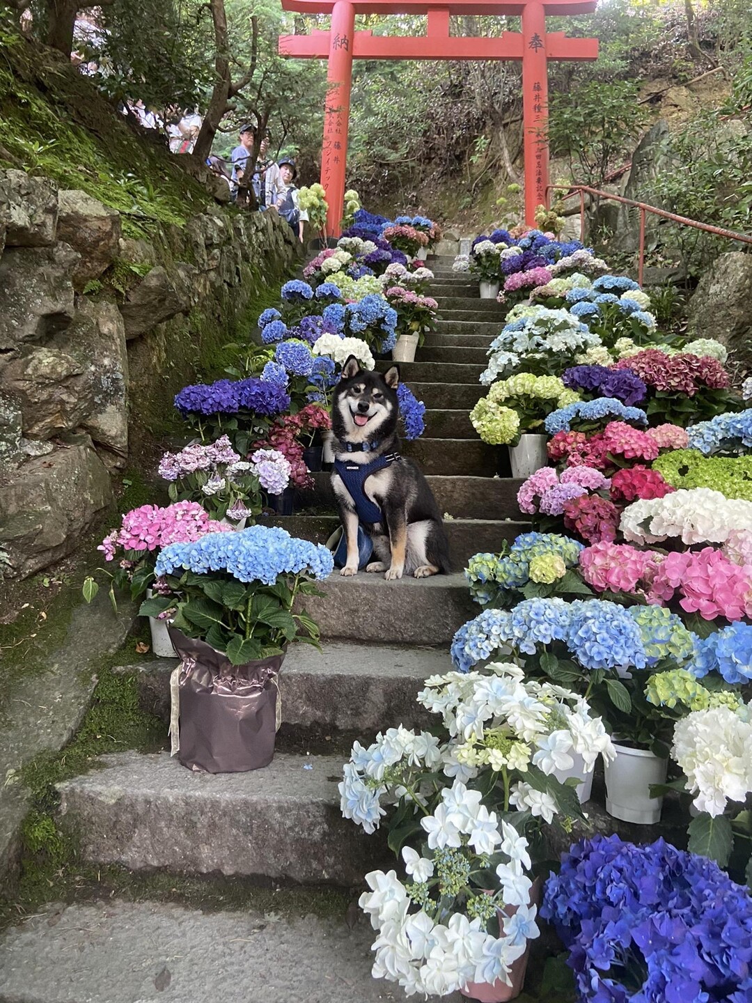 紫陽花が似合うキチです / Corchanさんのモーメント | YAMAP / ヤマップ