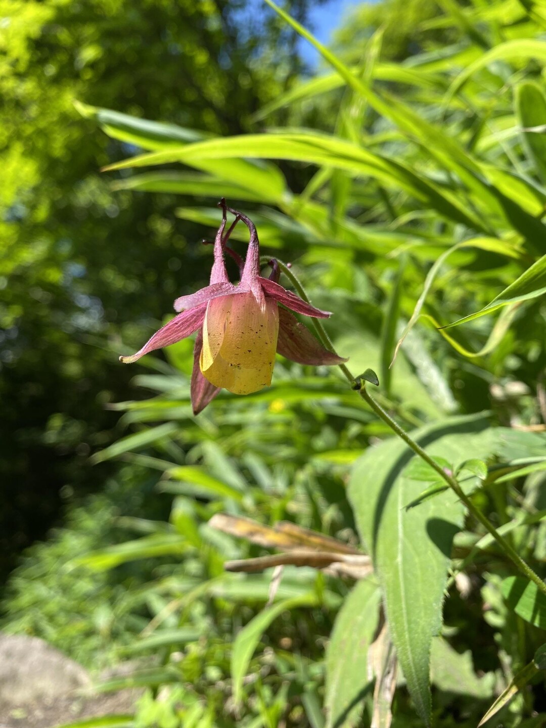 火起山・竈山・鍋割山 / まめ太さんのヤマノススメ巡礼マップ（赤城山・地蔵岳）の活動データ | YAMAP / ヤマップ
