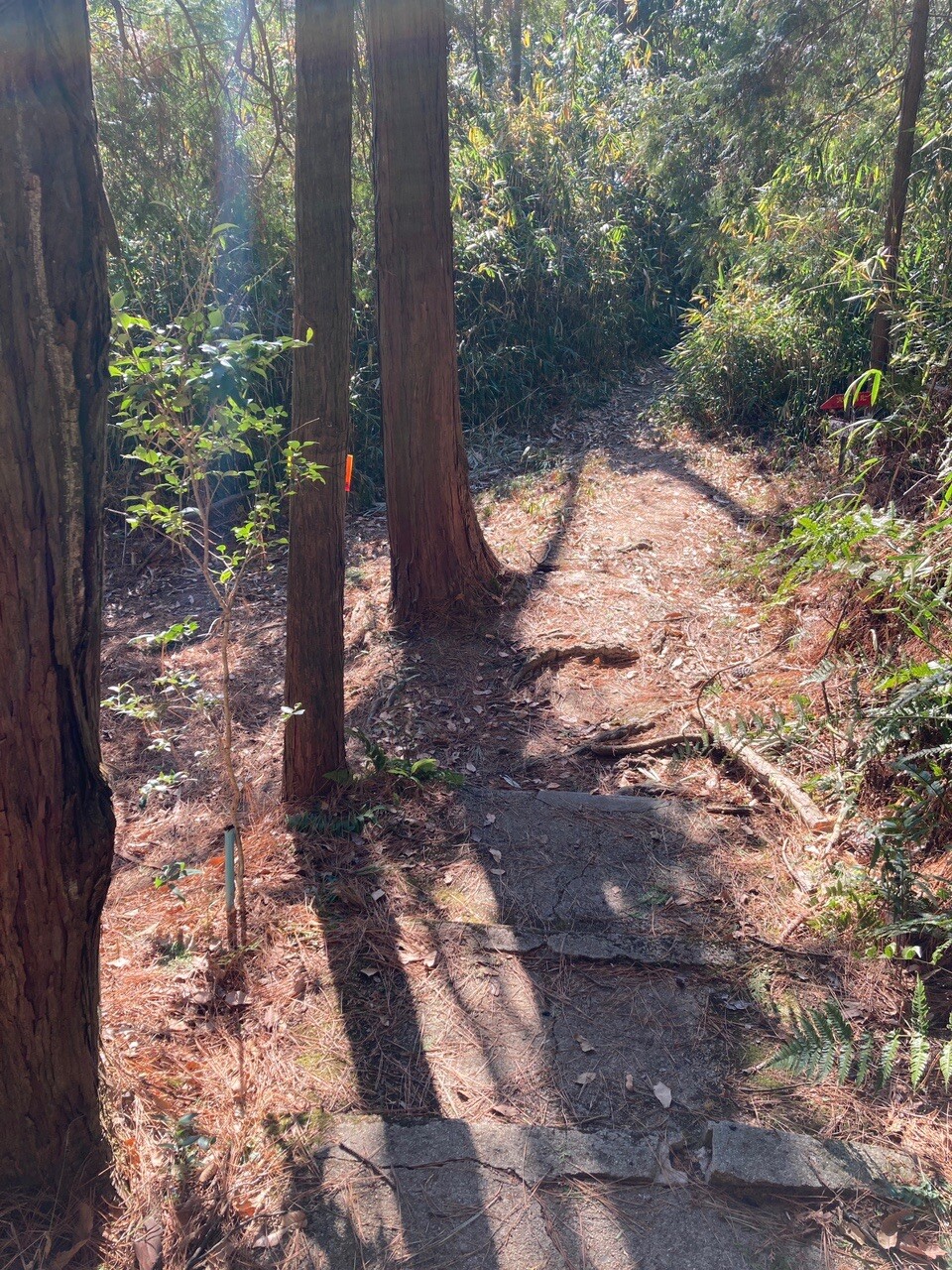 yasu oyaji:さんの投稿したフィールドメモ | YAMAP / ヤマップ