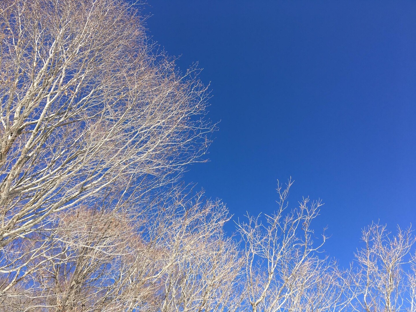 気心知れた仲間と今日は恐羅漢。 一日中ブ... / みっちーさんのモーメント | YAMAP / ヤマップ