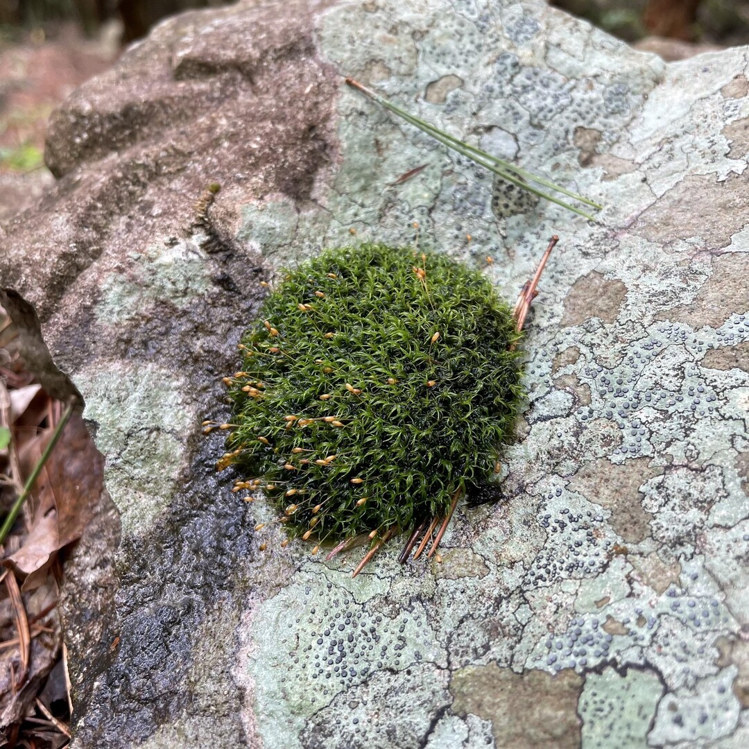 2023.05.20真富士山・第二真富士山 / tmkさんの真富士山の活動データ | YAMAP / ヤマップ