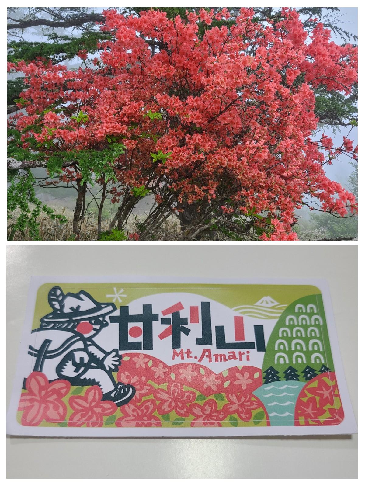 つつじ狩り2nd🌺甘利山・千頭星山 / noieさんの鳳凰山・地蔵岳・観音岳・薬師岳の活動データ | YAMAP / ヤマップ