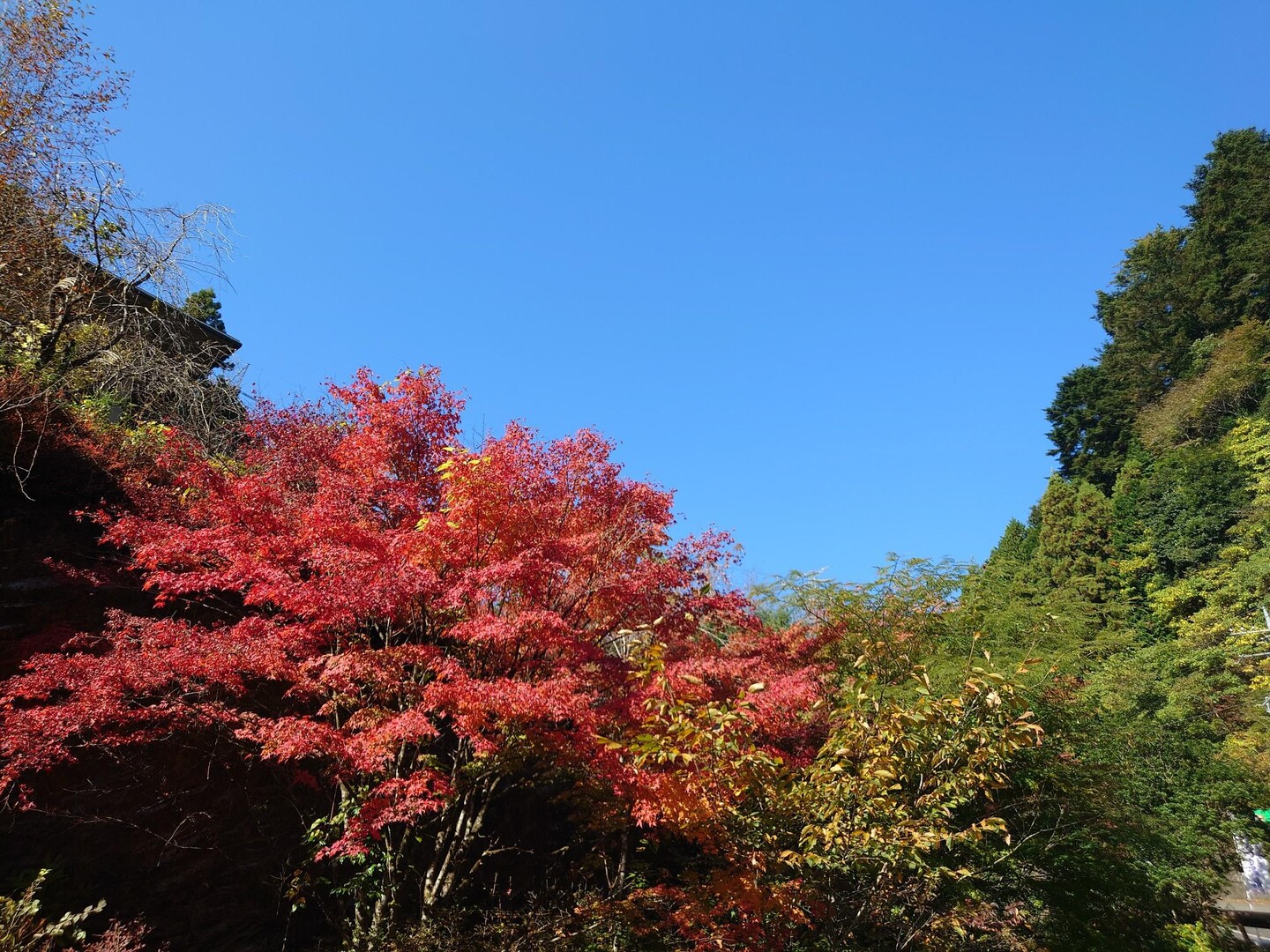 人混み避けて、、日向和田駅～日の出山～つるつる温泉 / yumi.mさんの大岳山・御岳山・御前山の活動データ | YAMAP / ヤマップ