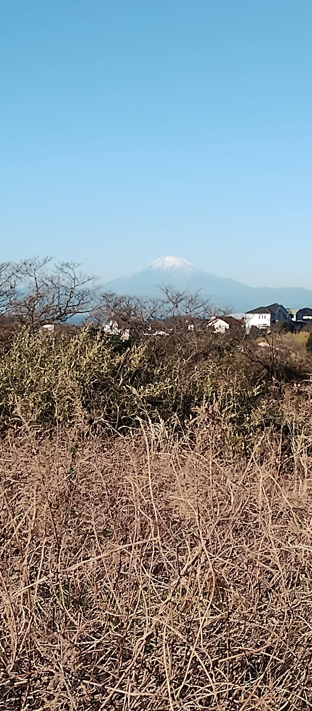 湘南国際村から、子安の里､前田橋、大楠山 / tarouさんの三浦アルプス・二子山・仙元山の活動データ | YAMAP / ヤマップ