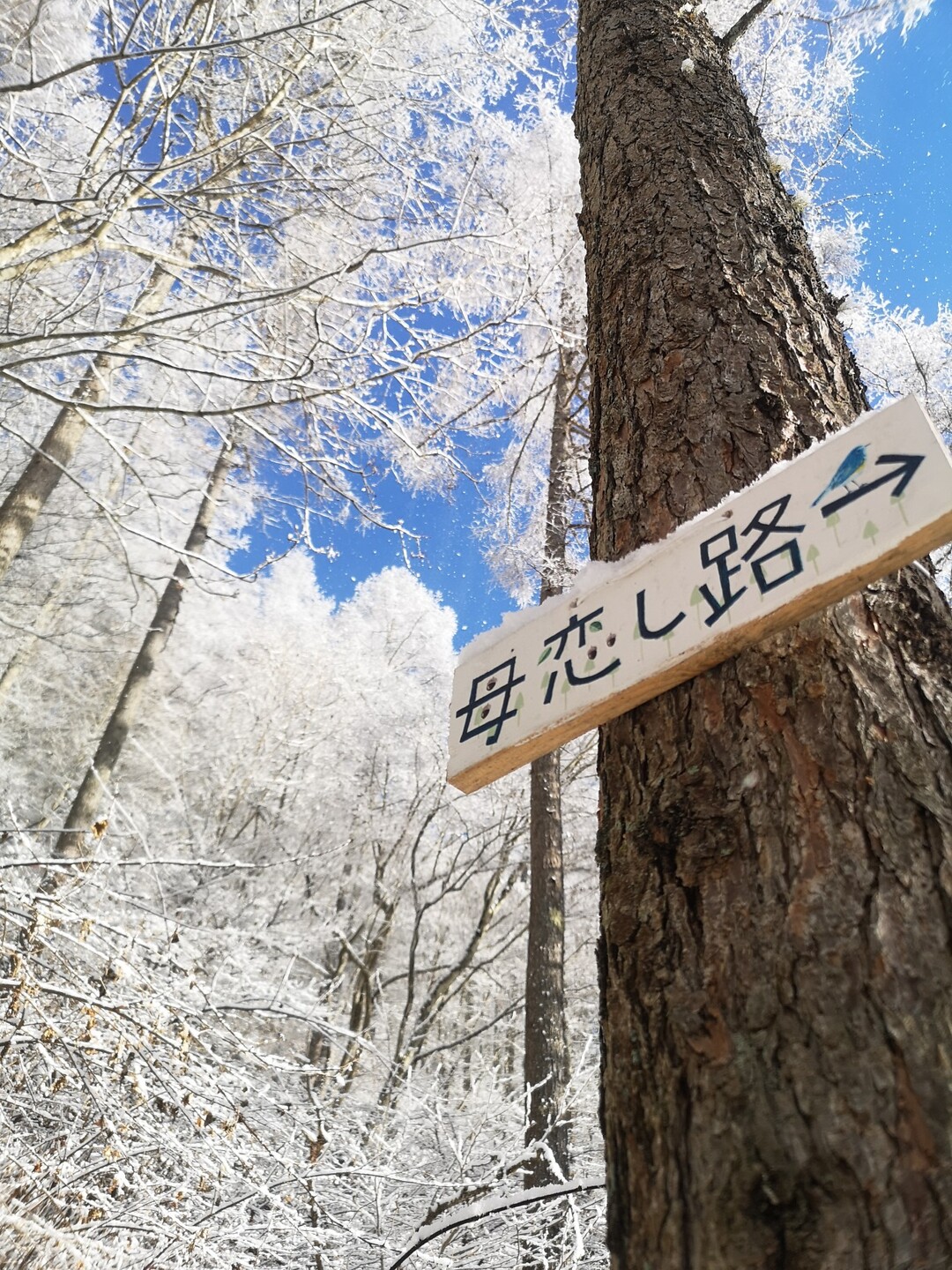 母恋しから小楢山 / senさんの小楢山・妙見山・乙女高原の活動日記 | YAMAP / ヤマップ