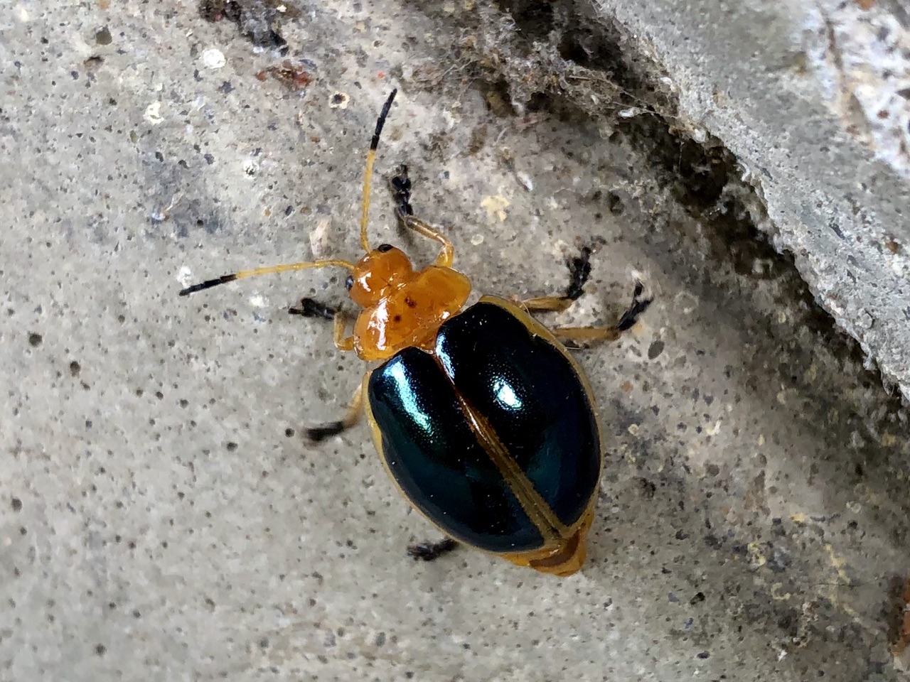 mushioのページ | YAMAP / ヤマップ