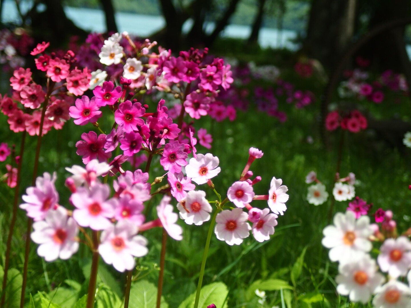 高山・千手ケ浜 / s-kobaさんの社山・半月山の活動データ | YAMAP / ヤマップ