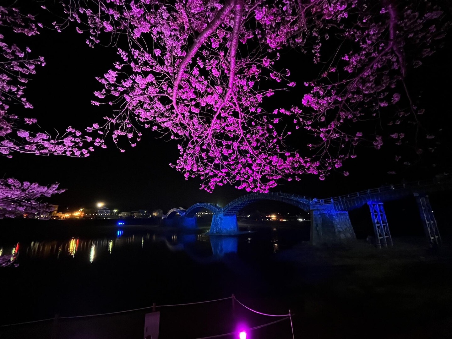 地元、錦帯橋の夜桜を見に行きました。 沢... / Kazさんのモーメント | YAMAP / ヤマップ