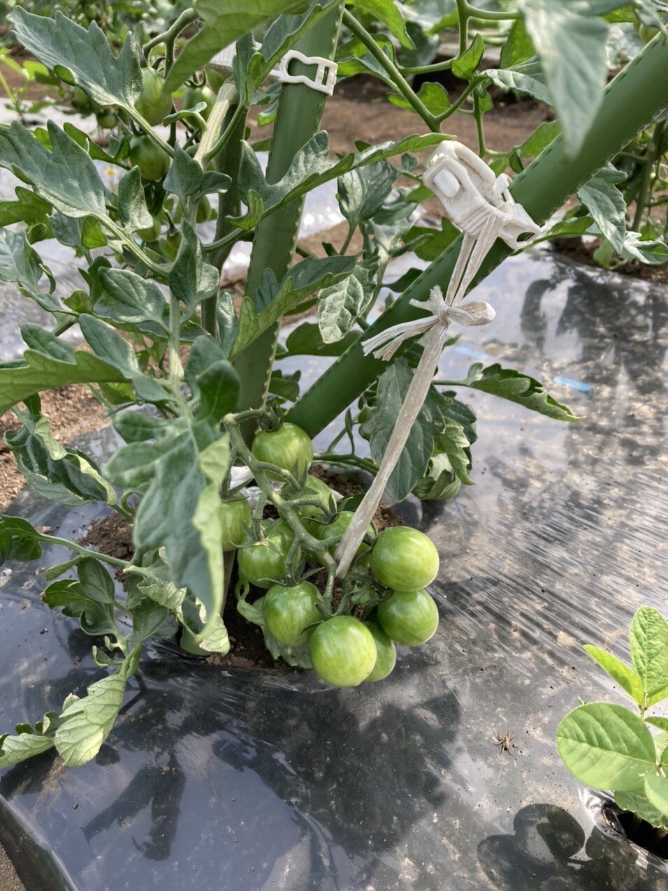 おはようございます☀ 本日も畑に行ってき... / tomatoさんのモーメント | YAMAP / ヤマップ