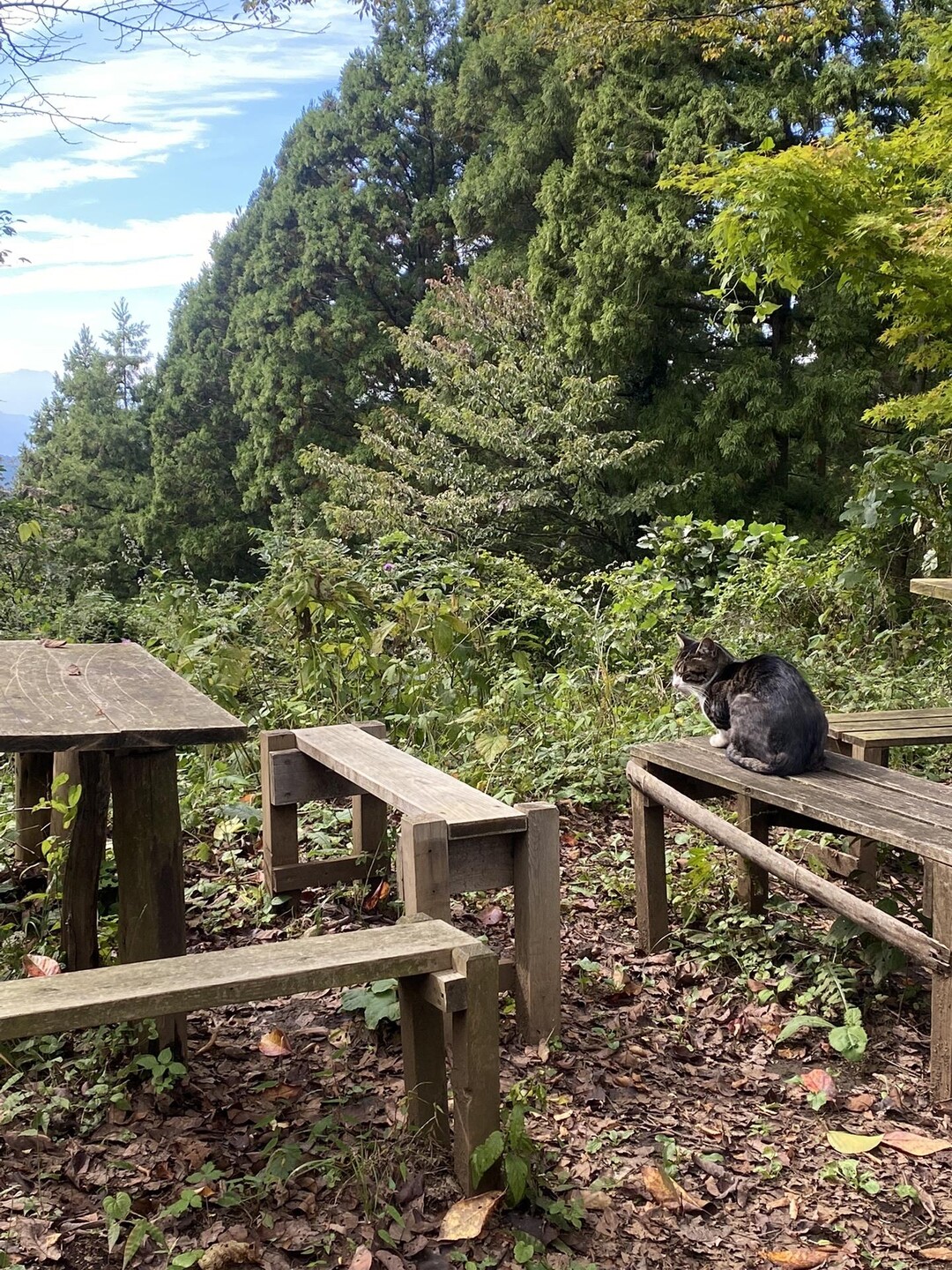 本日は景信山へ ほんの少し富士山も見れま... / mieeさんのモーメント | YAMAP / ヤマップ