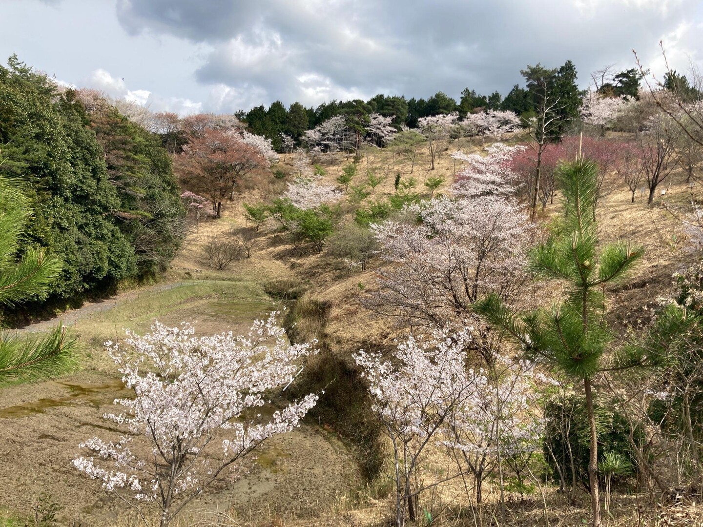 新城の世界の桜の園へ ハルリンドウやスミ... / Kayさんのモーメント | YAMAP / ヤマップ
