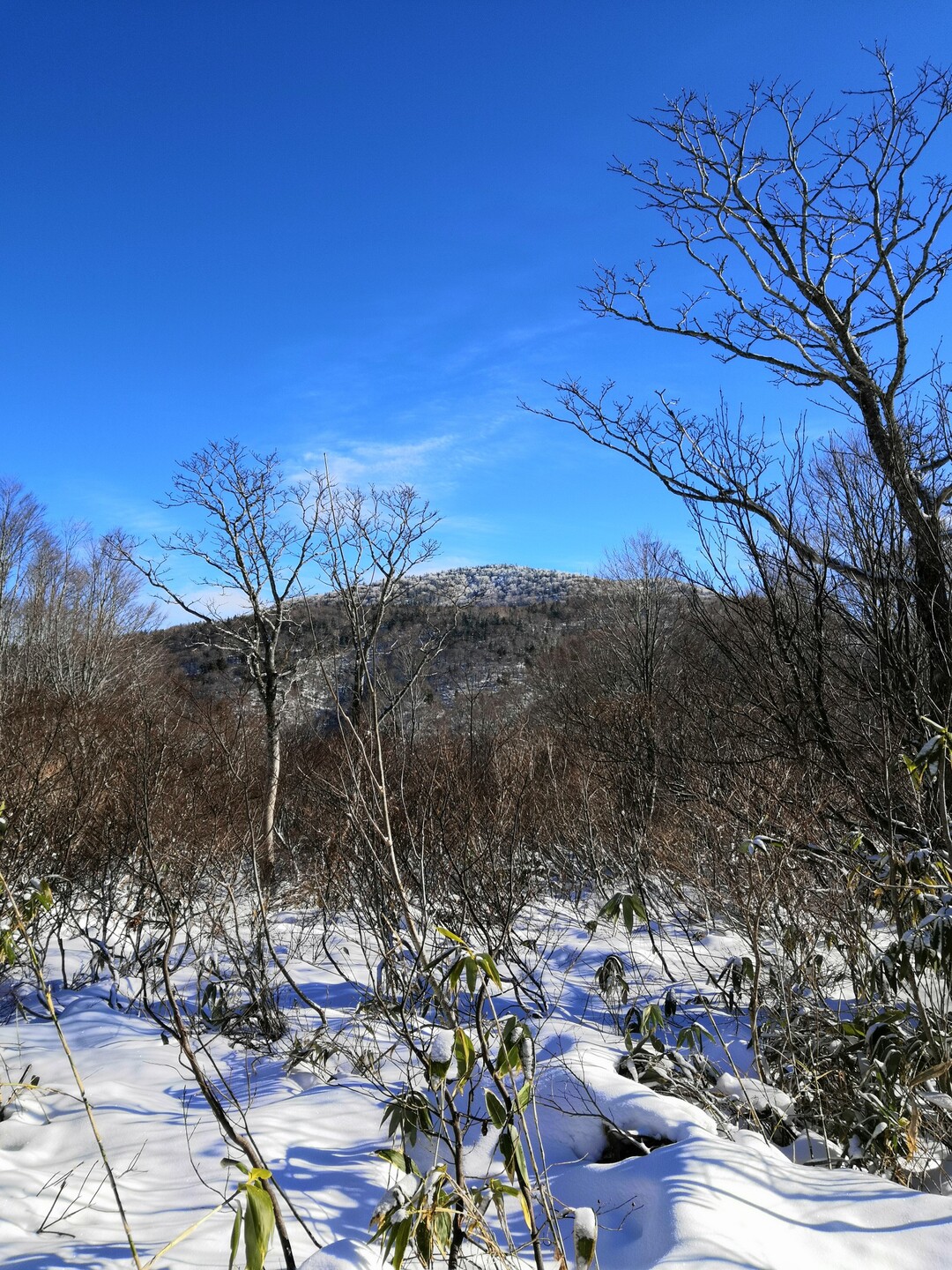 猿ヶ馬場山撤退 / ryryryryさんの籾糠山の活動データ | YAMAP / ヤマップ