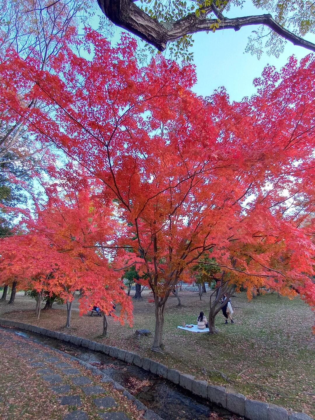 娘の学校見学の後、昼からは万博公園の紅葉... / oshoさんのモーメント | YAMAP / ヤマップ