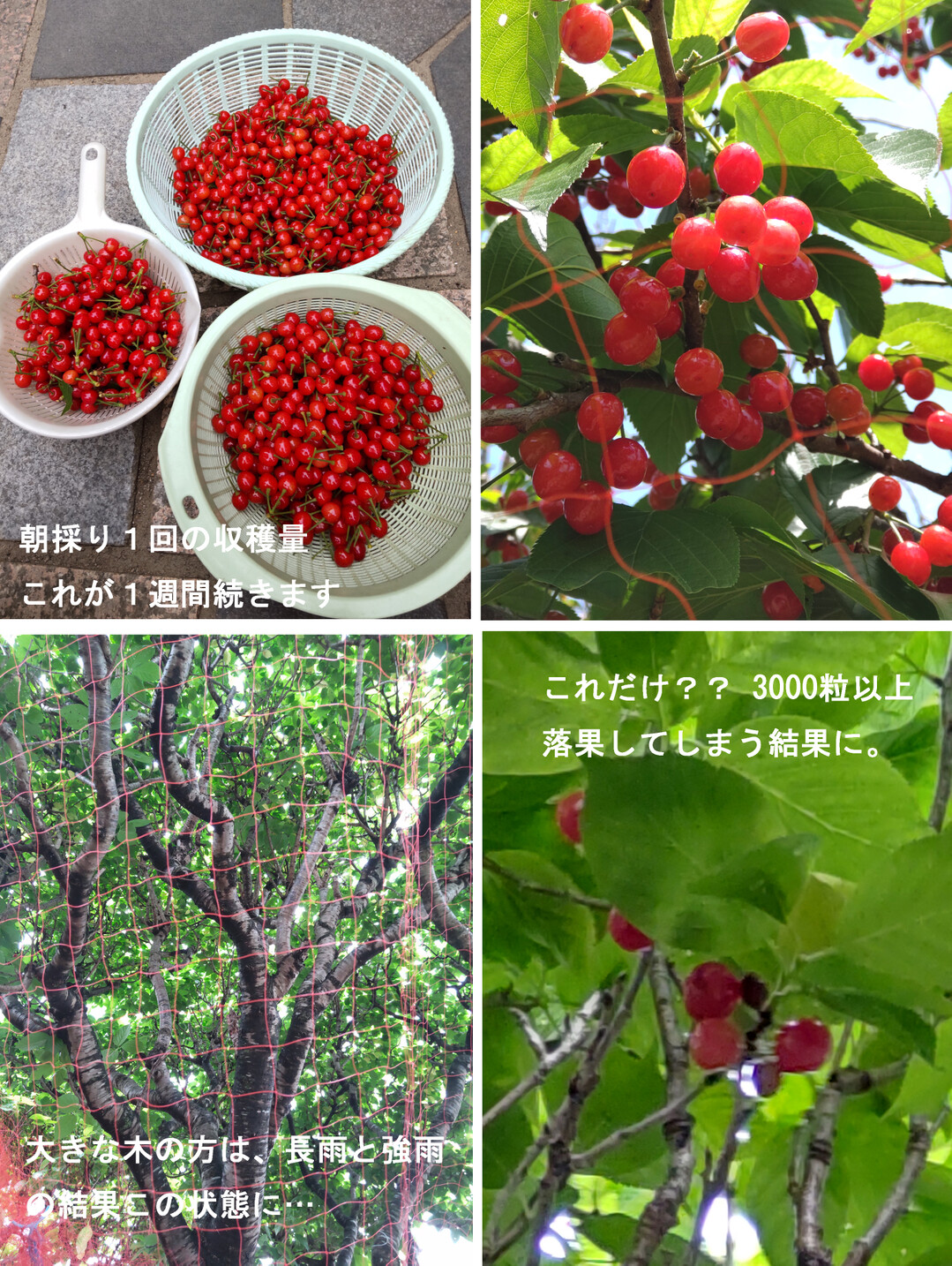 家庭菜園 その1 YAMAPでは、閲... / no2さんのモーメント | YAMAP / ヤマップ