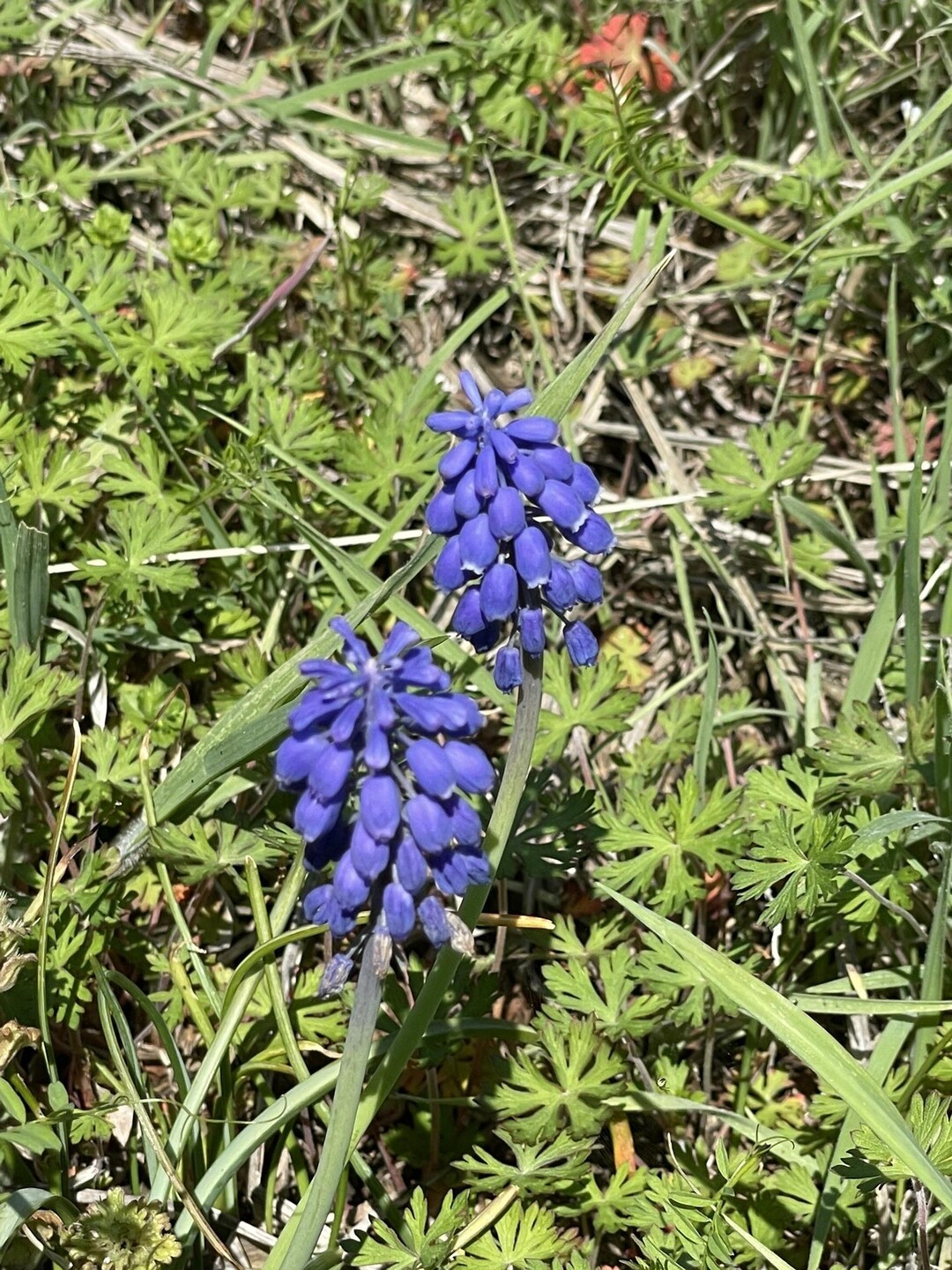 桜満開！七興山古墳でお散歩しました。 群... / Mikityさんのモーメント | YAMAP / ヤマップ