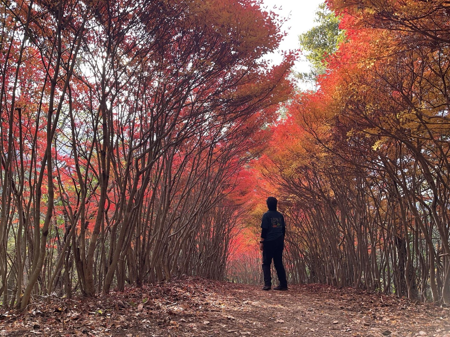 岩石山 / machikoさんの岩石山（岩石城）の活動データ | YAMAP / ヤマップ