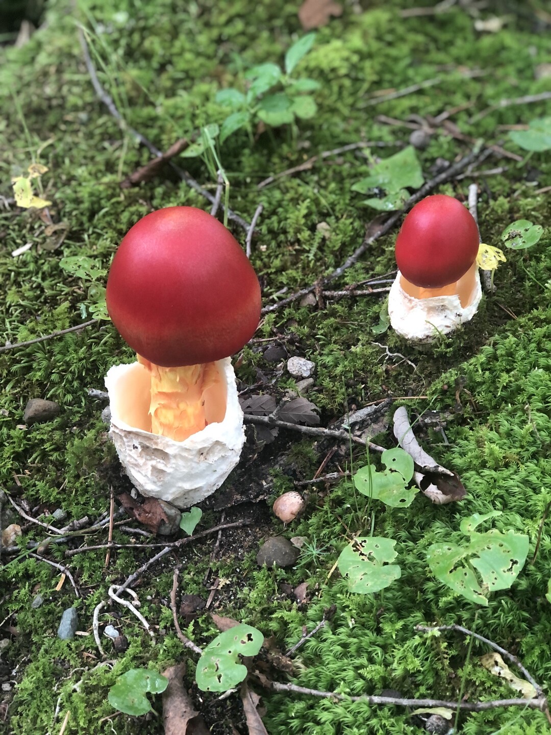 Wild -1 のキャンプ場 🍃ワイル... / PANAPPさんのモーメント | YAMAP / ヤマップ