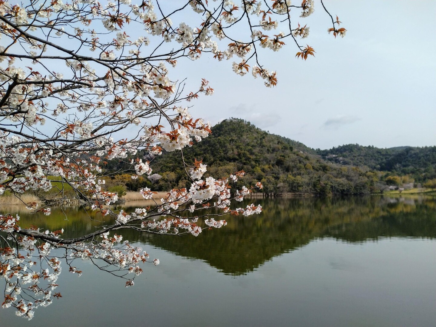 遍照寺山・長尾山 / YT9さんの京都一周トレイルの活動データ | YAMAP / ヤマップ